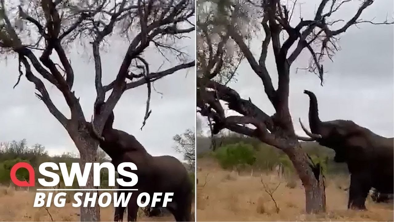 Massive elephant pulls down an entire tree in one go! 🌳💥🐘 | SWNS - YouTube