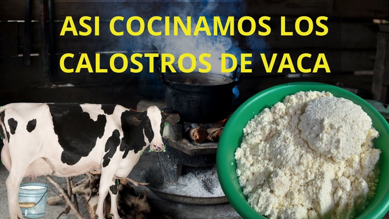 Como cocinar calostros de vaca / Receta de la abuela - YouTube