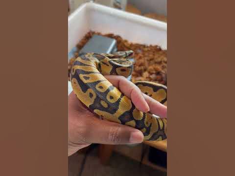 Disorder’s first handling session! Short and sweet! #ballpython #royalpython #snaketalk #pets ...