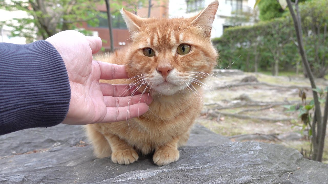Ginger tabby cats gather in the Japanese garden - YouTube