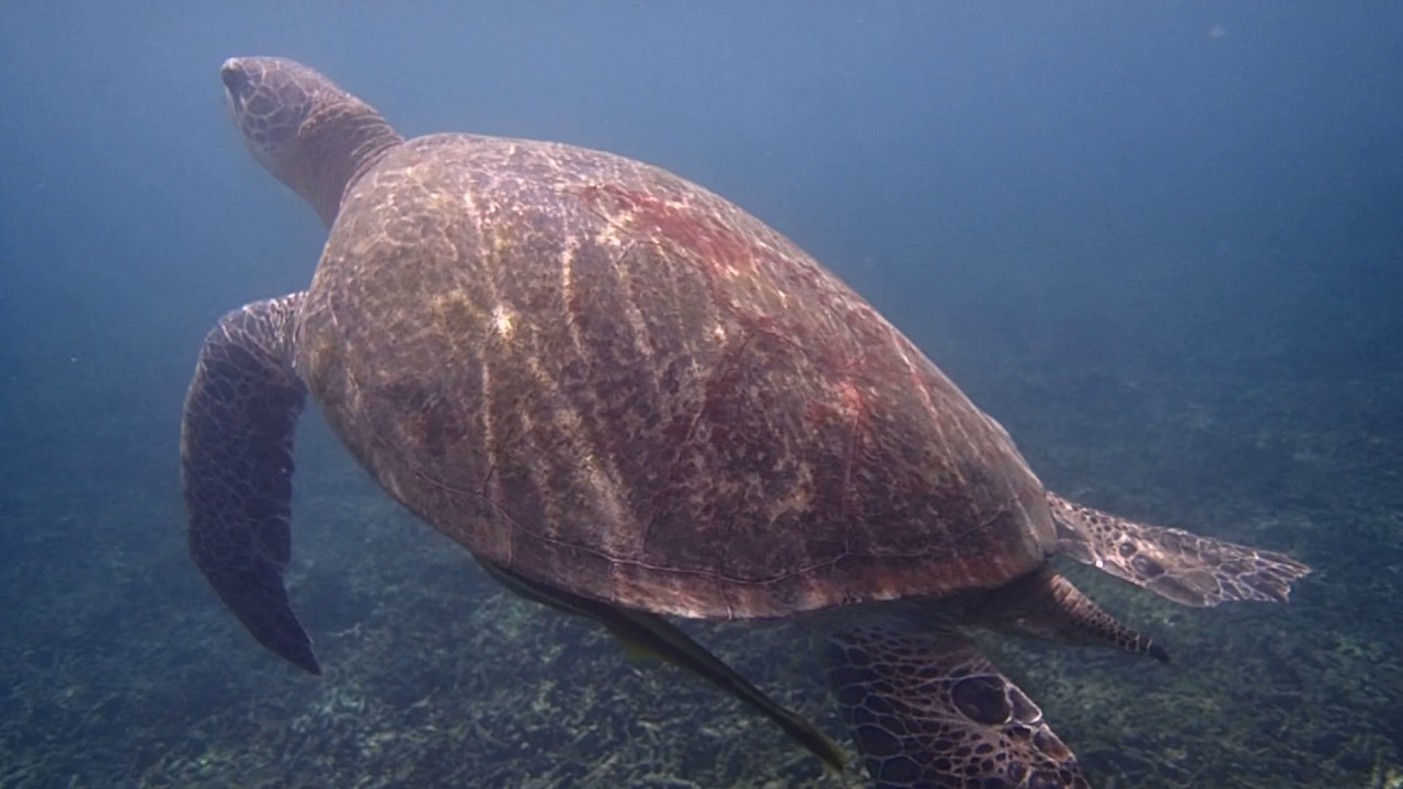 TWO GIGANTIC SEA TURTLES HEADBUTT! - YouTube