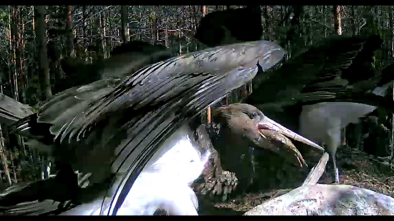 Must-toonekurg::Ciconia nigra 23.8. (11.03 ) Karl feeding - YouTube