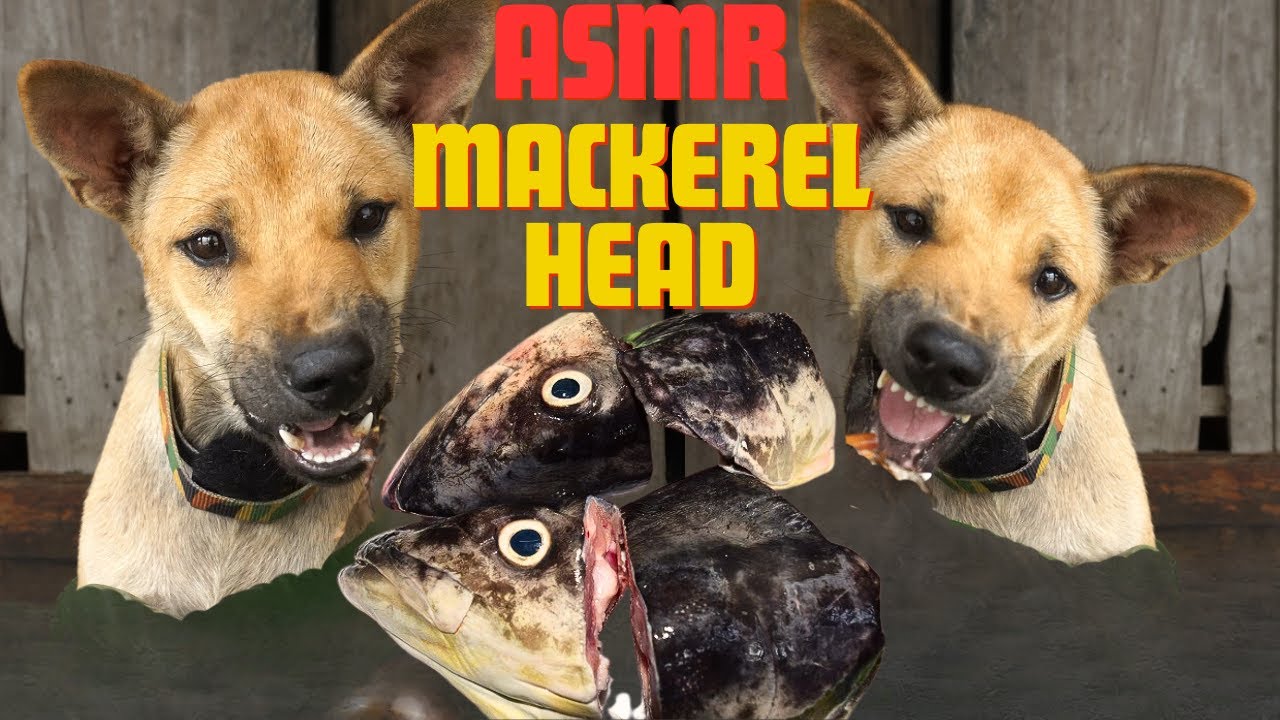 MUKBANG + ASMR Country Dog Mukbang Satisfying - Eating animal organs ...