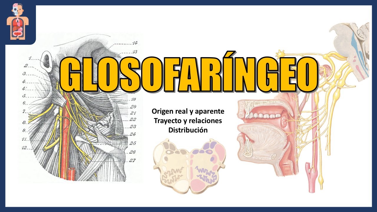 NEUROANATOMÍA - NERVIO GLOSOFARÍNGEO (ORÍGENES, TRAYECTO Y RELACIONES ...