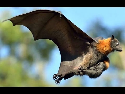 Grey headed flying foxes - Australia - YouTube