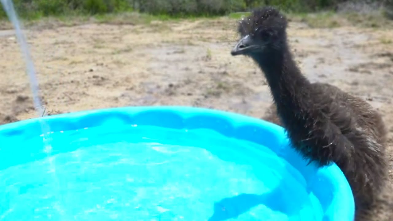 emu trying to get into a pool for 13 minutes and 21 seconds - YouTube
