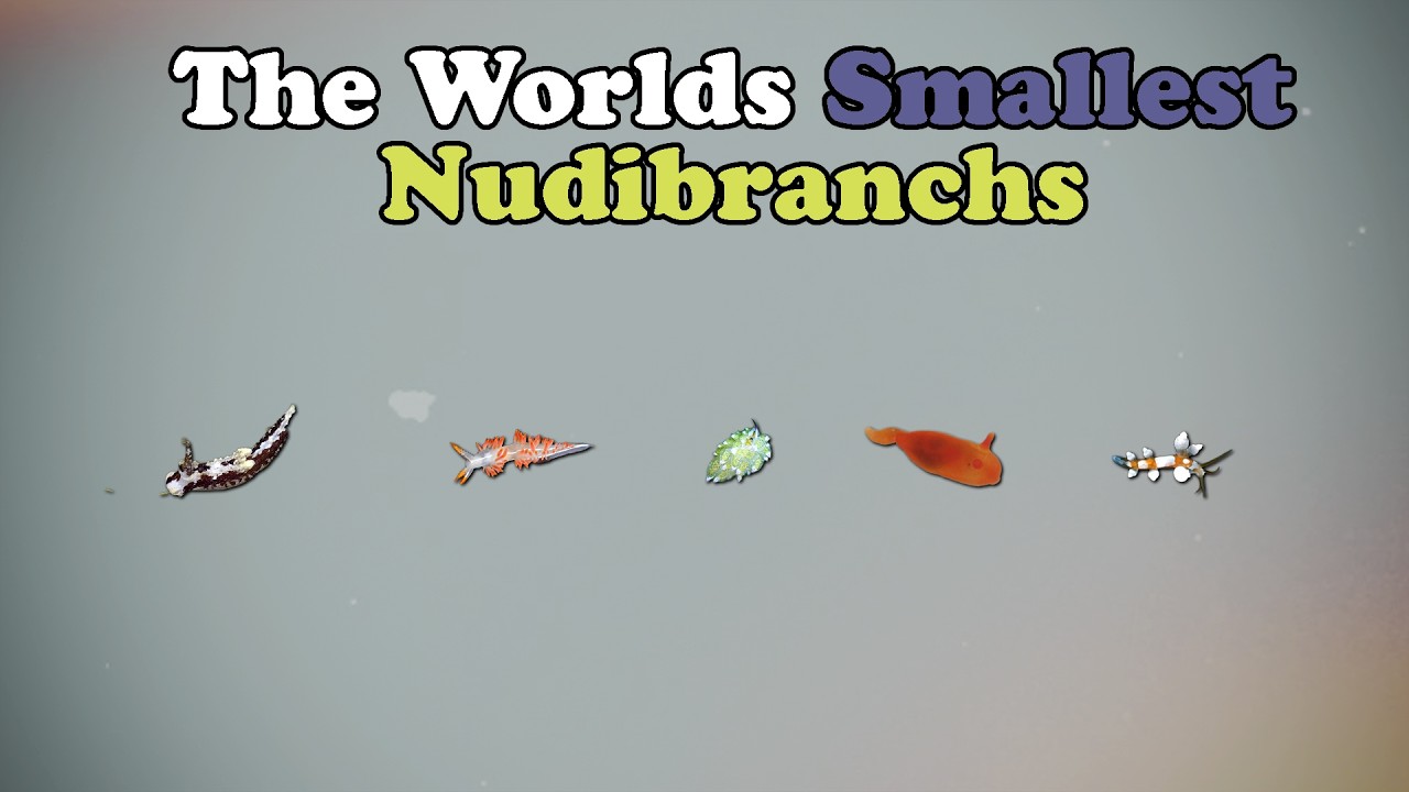 World’s Smallest Nudibranchs: 5 Species You Won’t Believe Exist - YouTube