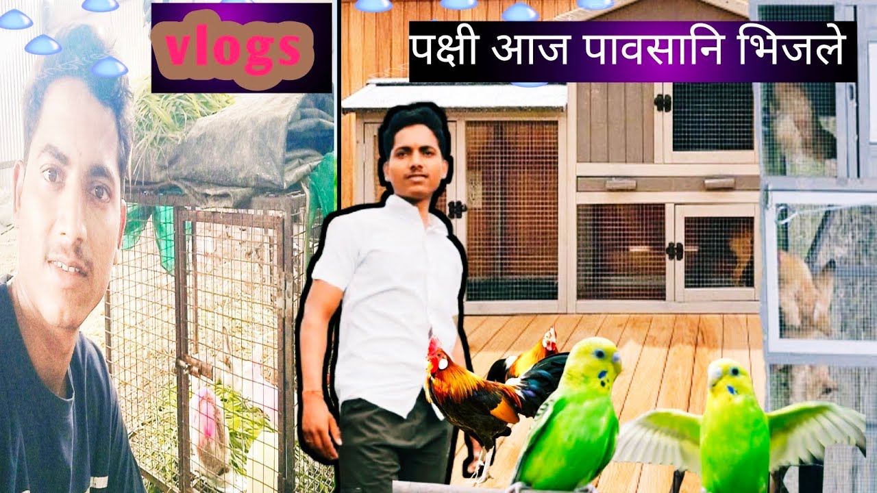 आज आपले सर्व पक्षी भिजले | marathi vlogs | aaj sarv pakshi ole jale # ...