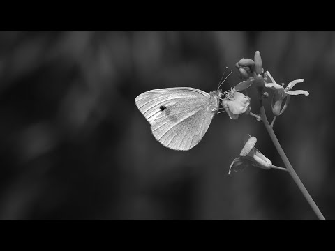 Study No 6 (la mariposa)  Francisco Tárrega.
