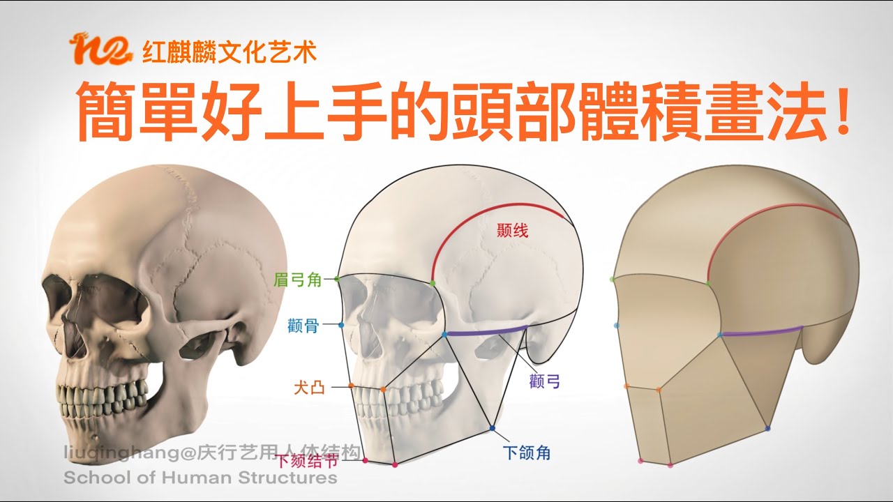 怎么画头部｜艺术解剖2022｜人体结构｜简单又好用的头骨体积绘制方法！ - YouTube