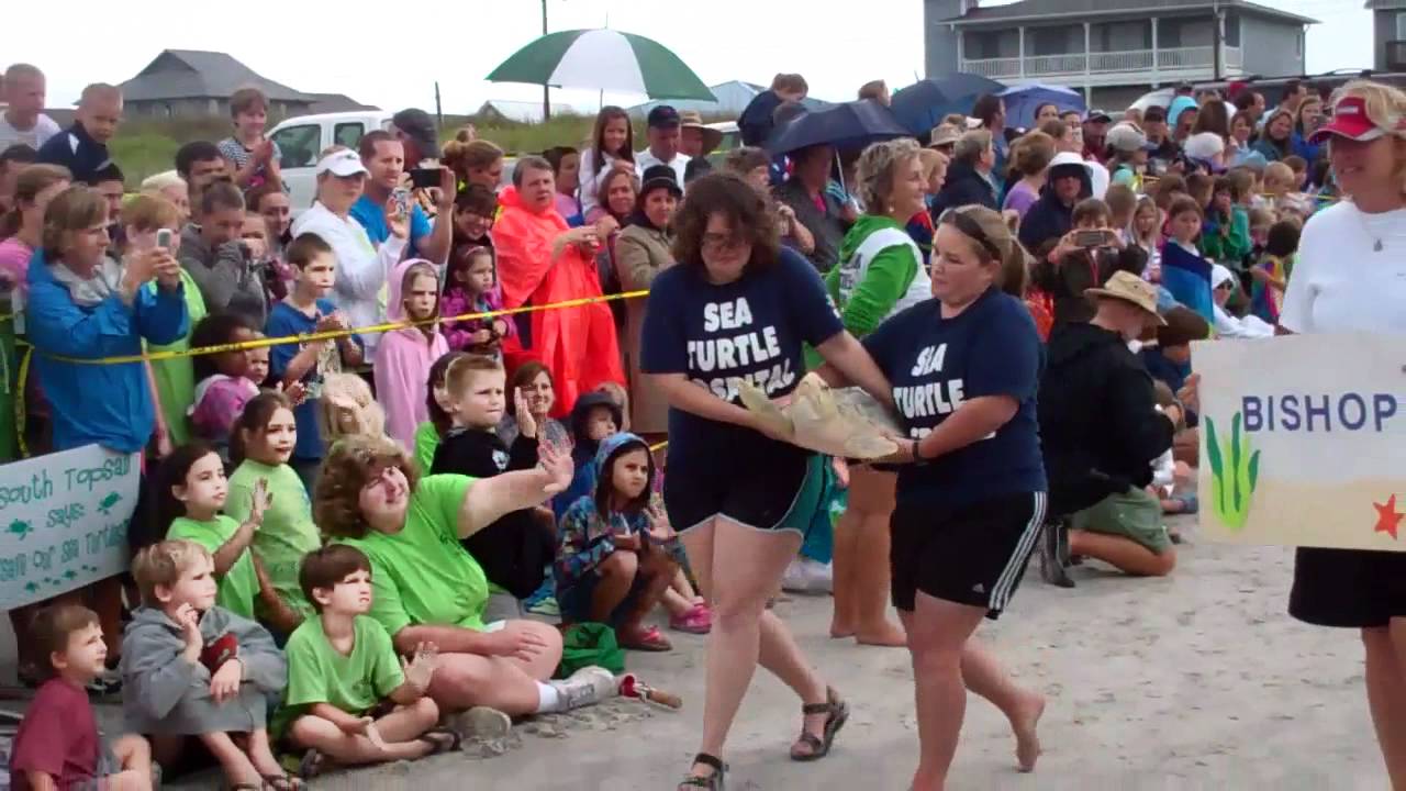 Sea Turtle Release June 6, 2012.mp4 - YouTube