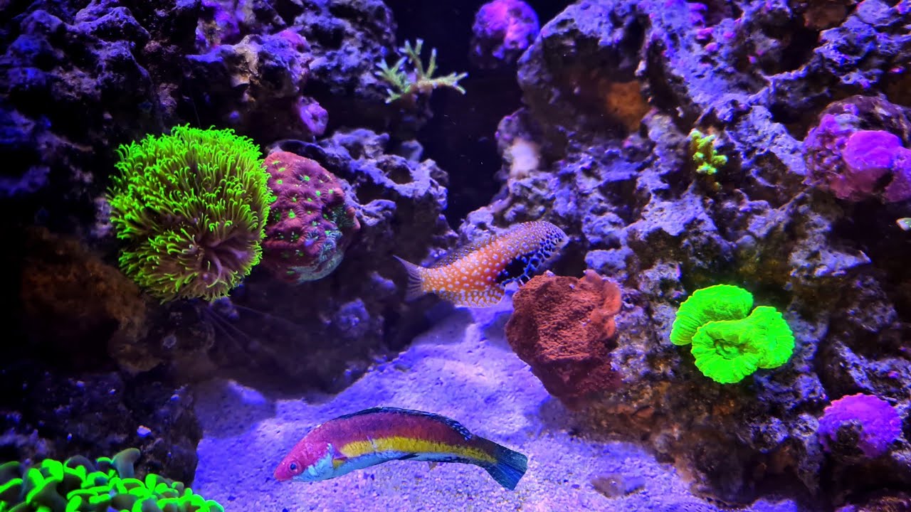 Reef Tank Update | Aiptasia Issue - YouTube
