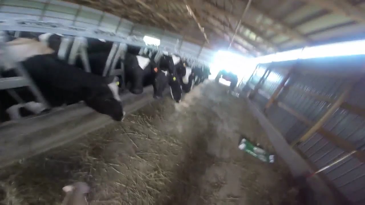 feeding cows with the gopro - YouTube