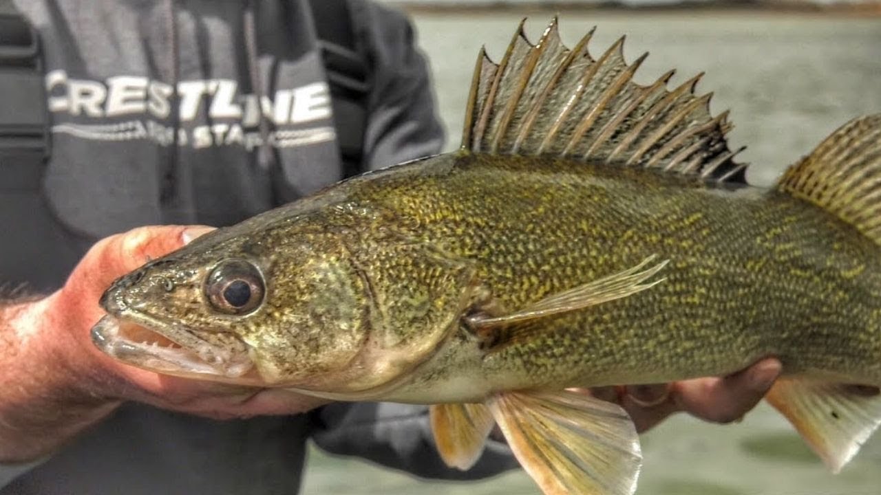 Walleye in Two Feet of Water - Casting Soft Plastics - YouTube