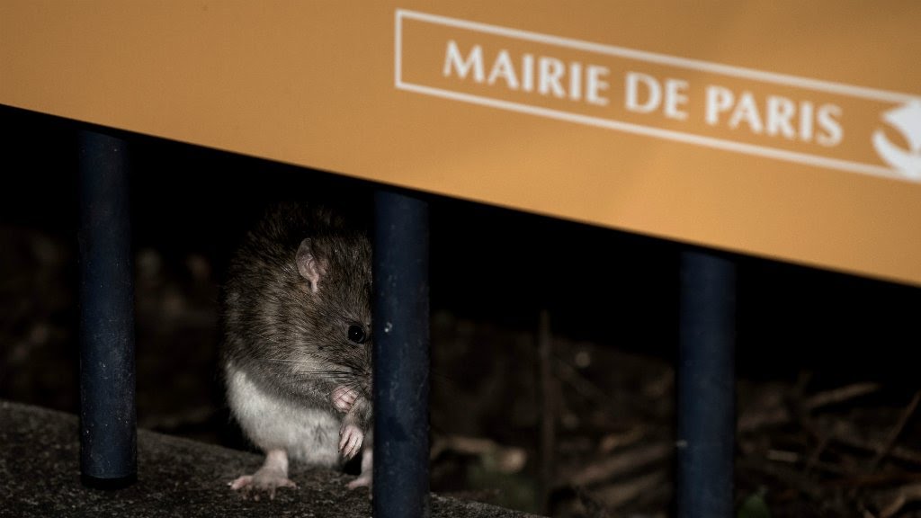 Rat attack: Paris declares war on city’s exploding rodent population ...