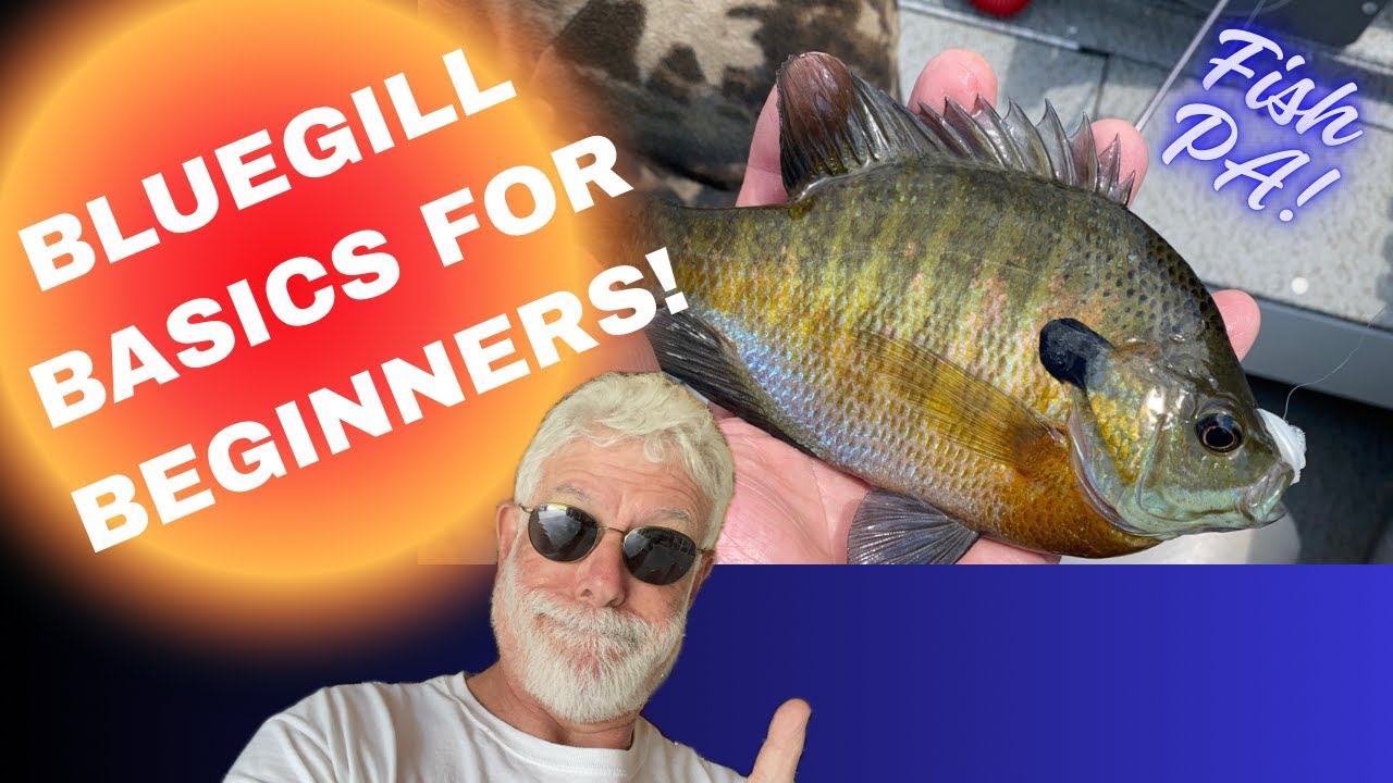 Bluegill Fishing Made Easy: A Beginner's Step-by-Step Guide! - YouTube