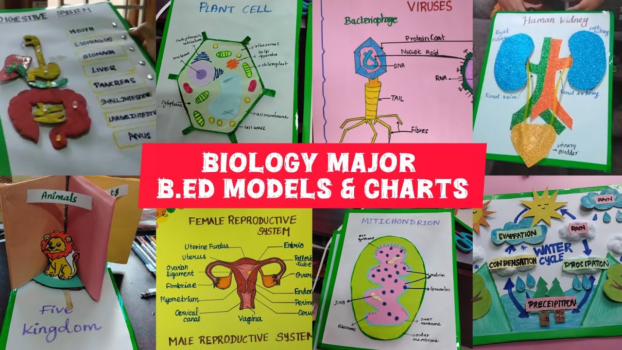 Biological science B.Ed TLM / Biology Major charts | Biology working ...