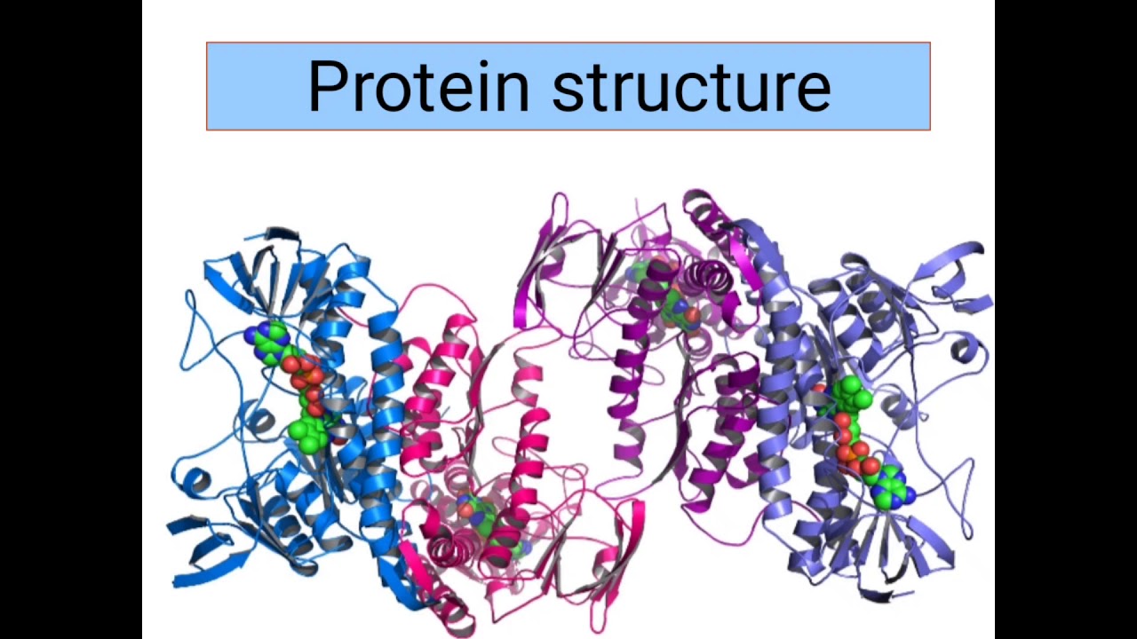 Protein structure (part-1) - YouTube