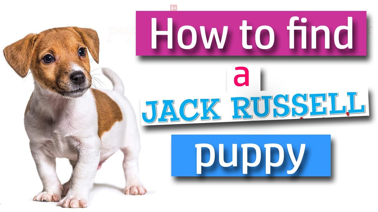 How to find a Jack Russell Puppy - YouTube