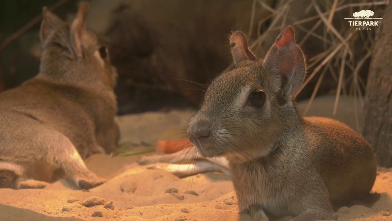Kleine Maras im Tierpark Berlin - Chacoan maras at Tierpark Berlin ...