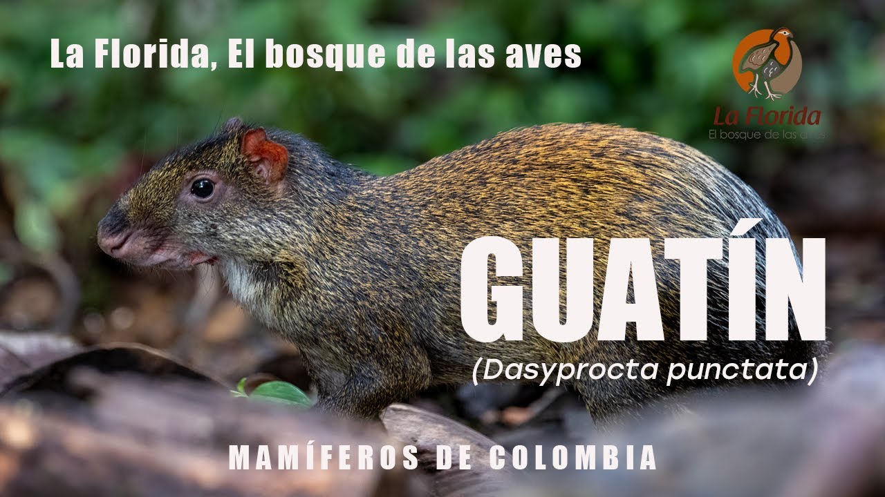 Guatín (Dasyprocta punctata), Mamíferos de Colombia - YouTube