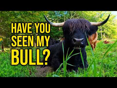 One of My Cows Broke the Fence and Took the Whole Herd
