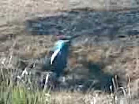 PEACOCK TRACK.3gp - YouTube