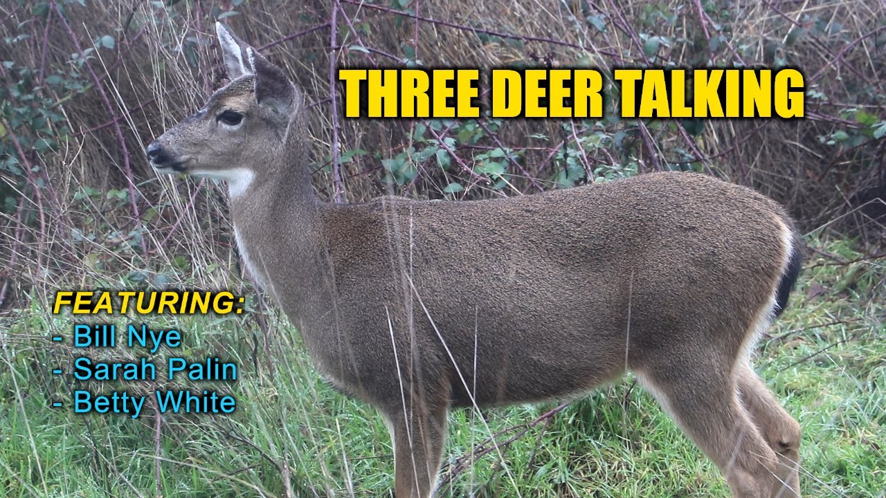 Three Deer Talking - YouTube