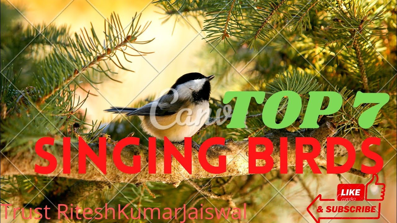 Best 7 Singing Birds in the world: Beautiful musical Birds. - YouTube