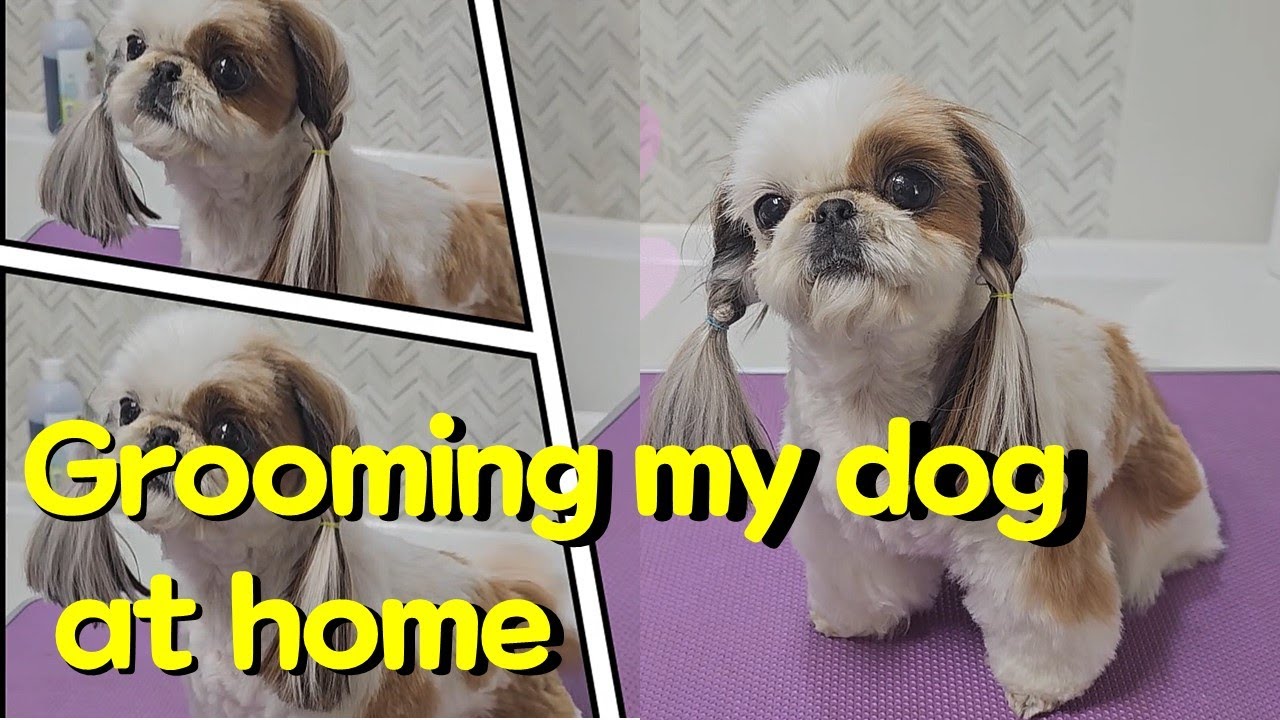 Grooming my Dog at Home : A slight makeover (Yomi) - YouTube