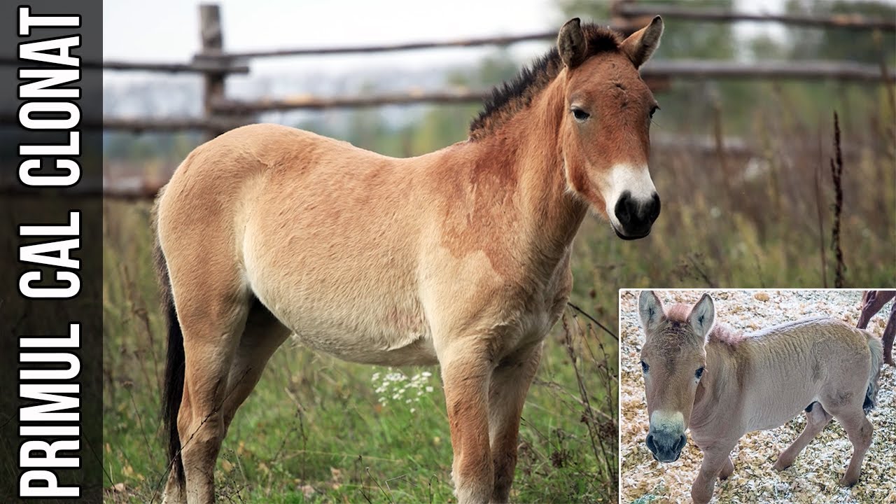 A fost CLONAT primul CAL SĂLBATIC - YouTube