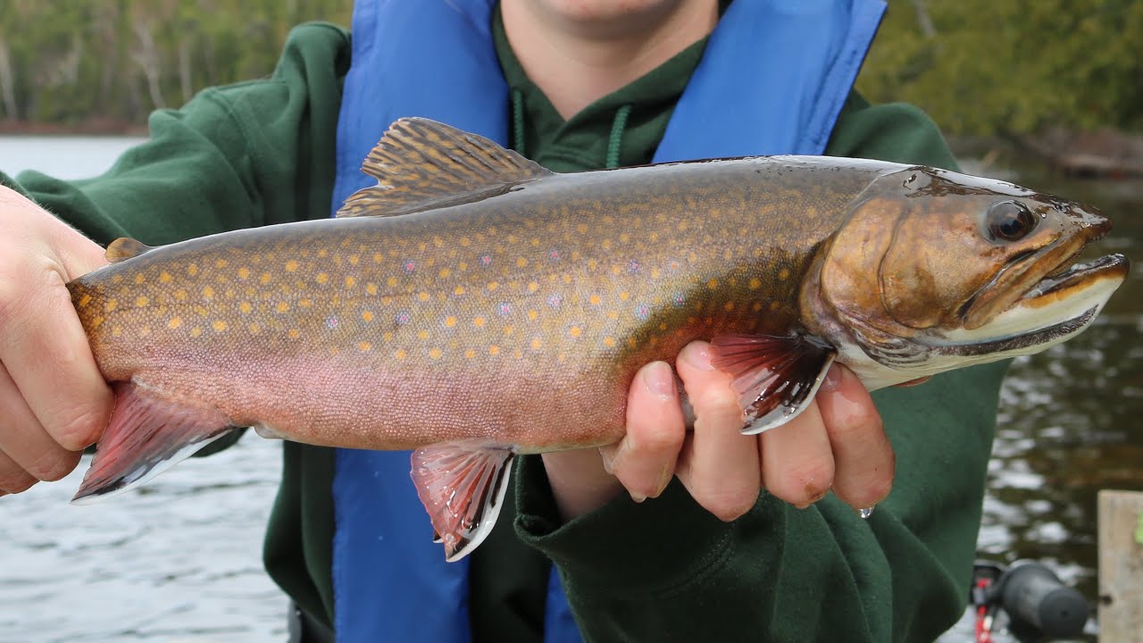 CATCHING EARLY SPRING BROOK TROUT | Northern Ontario - YouTube