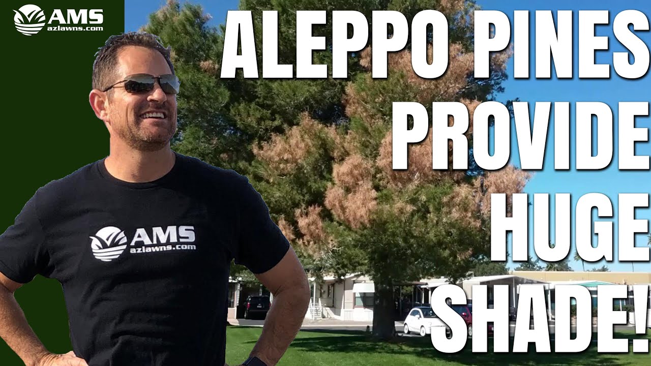 Aleppo Pines Make Great Shade Trees For Phoenix - YouTube