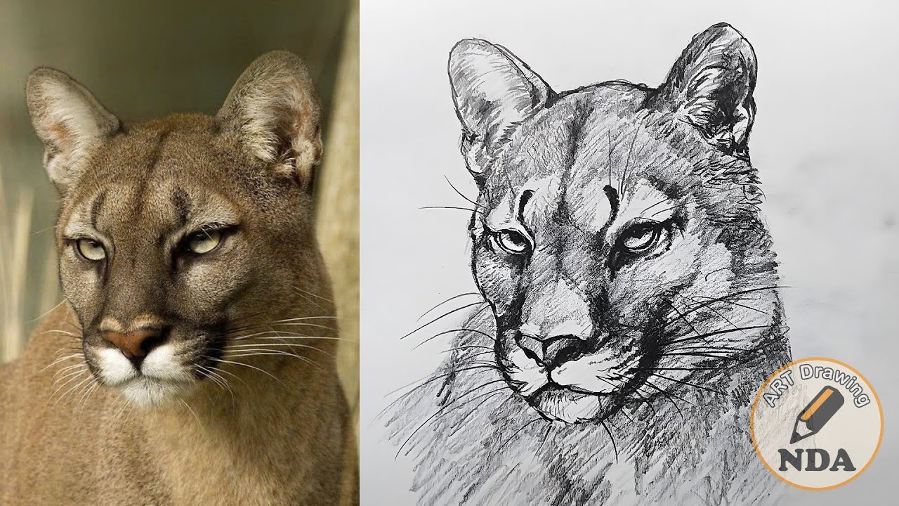 How To Draw A Realistic Puma - Pencil Art Drawing - YouTube