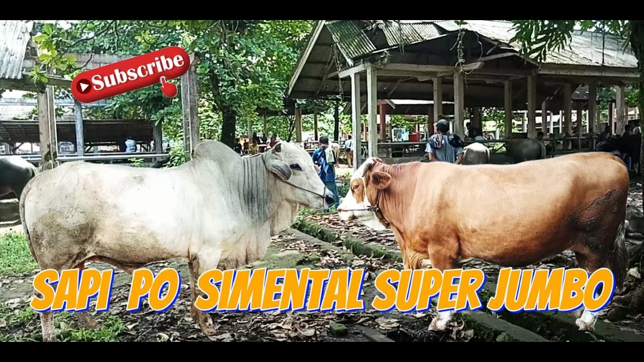 Sapi PO Simental super jumbo - YouTube
