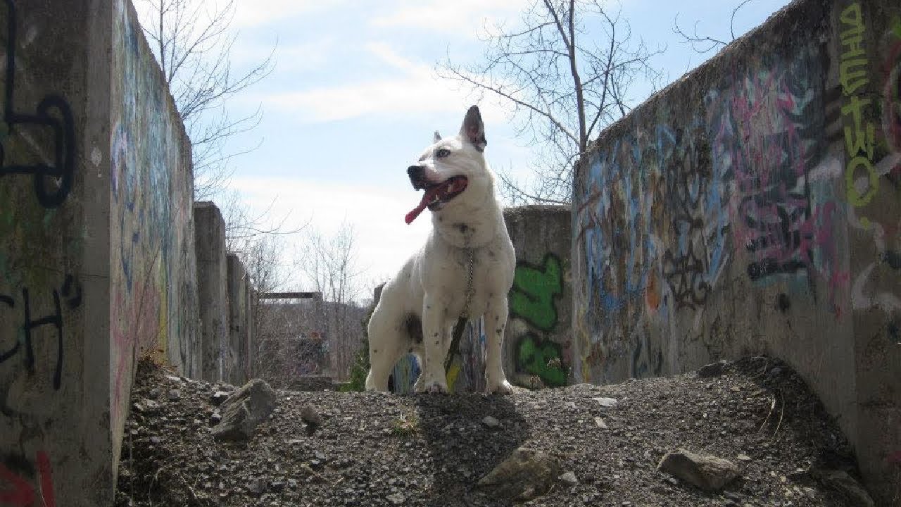 Exploring the Graffiti'd Ruins of Skytop Quarry (Syracuse, NY Home ...