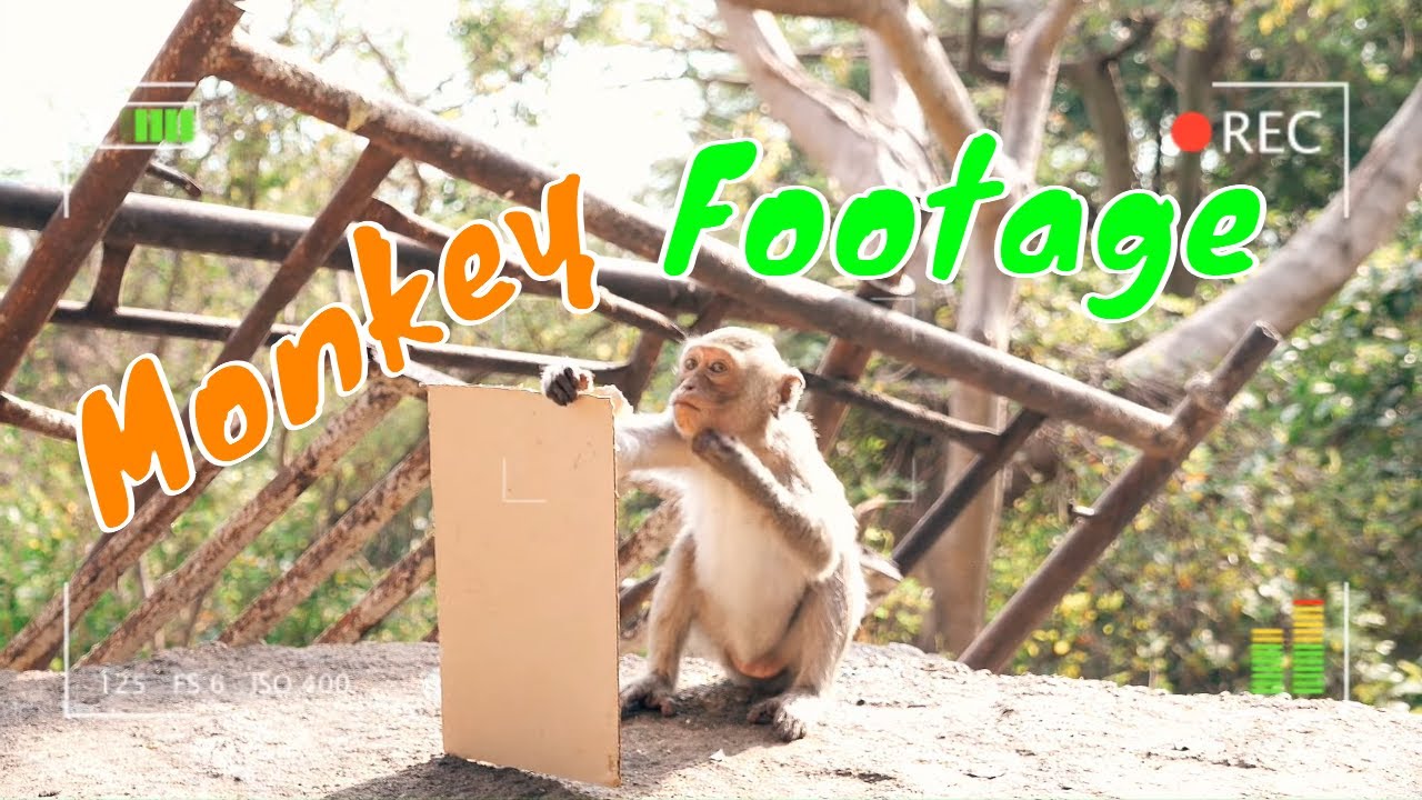 Documentary Scenes About Monkeys Living in Viba Mountain Vung Tau City ...