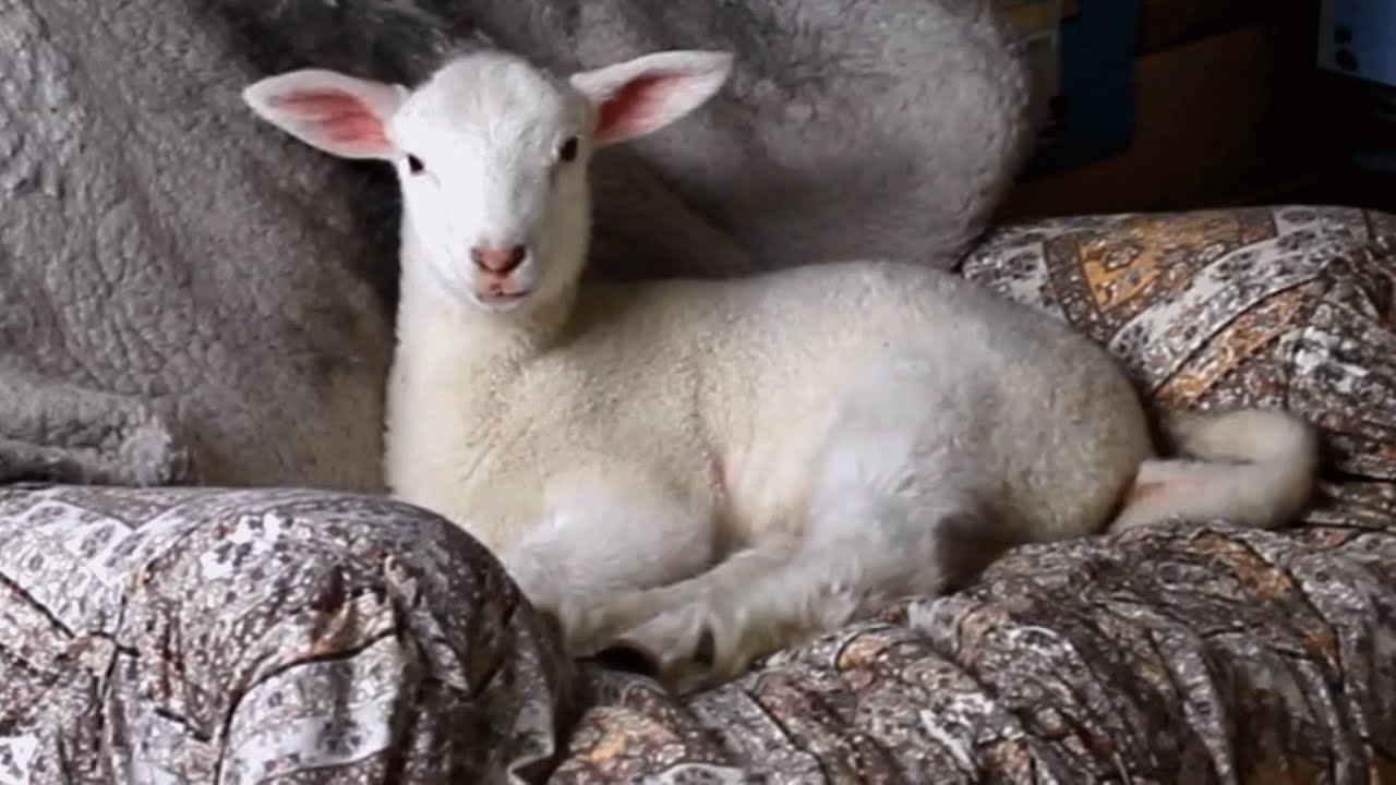 Lonely lamb meets the daddy of his dreams - YouTube