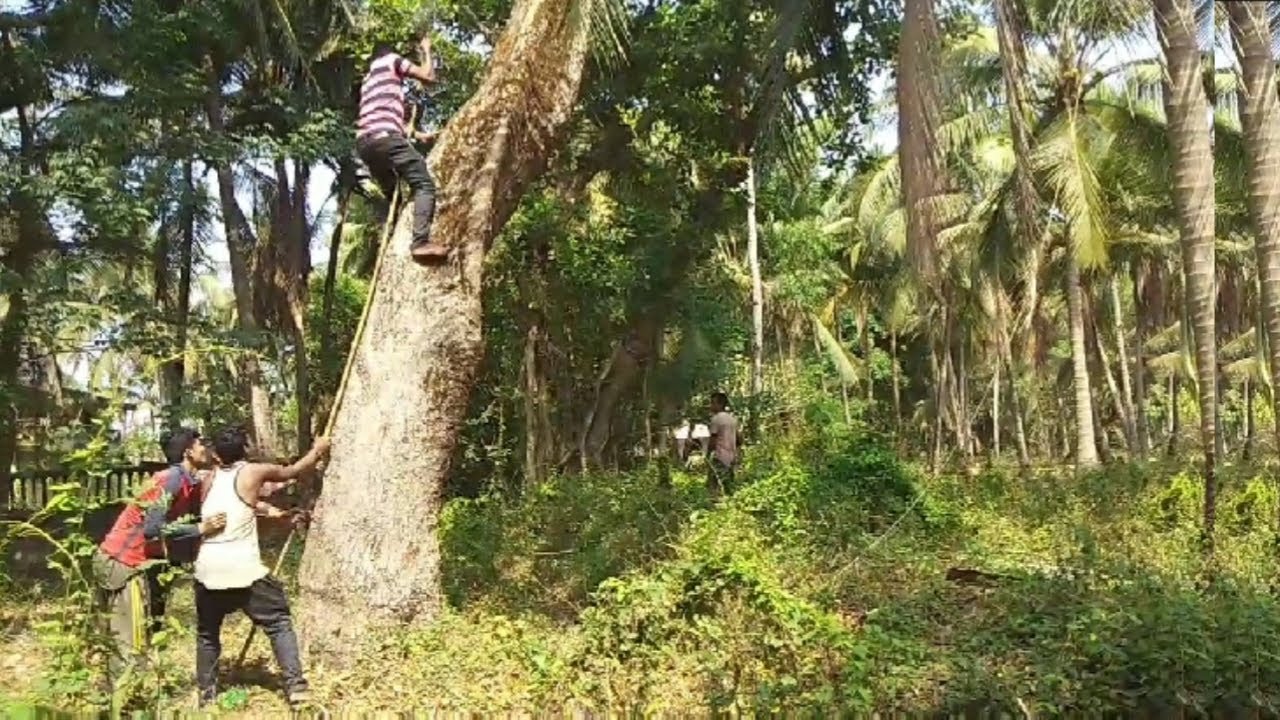 How to climb a difficult Mango Tree - YouTube