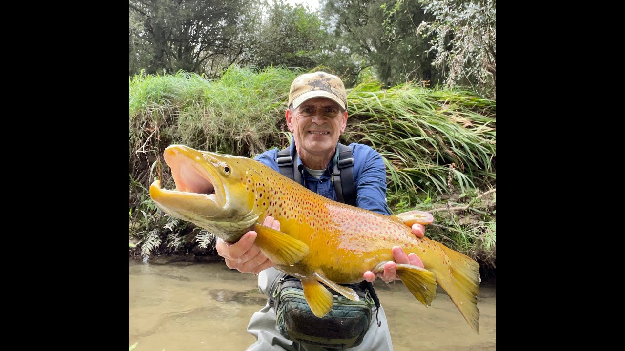 Sneaking up on a monster 7.5lb 26" wild brown trout, in an amazing tiny ...