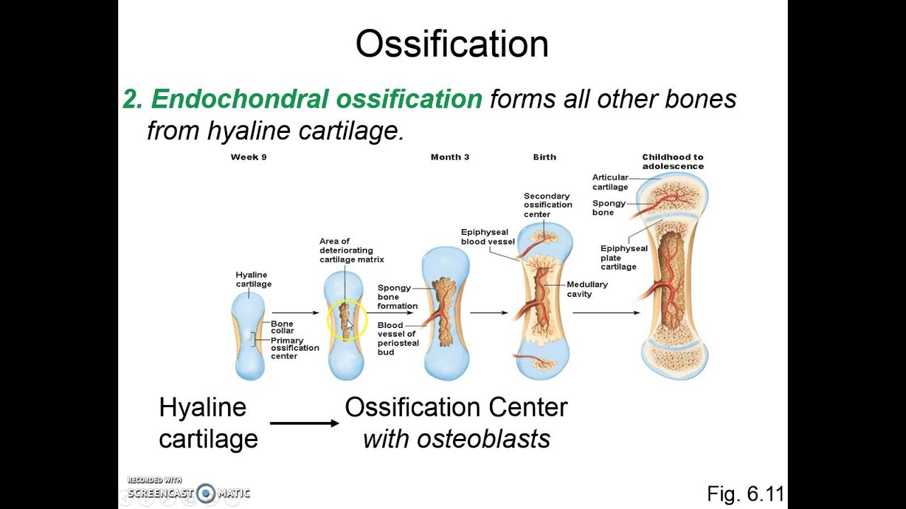 Bone Development Growth Remodeling - YouTube