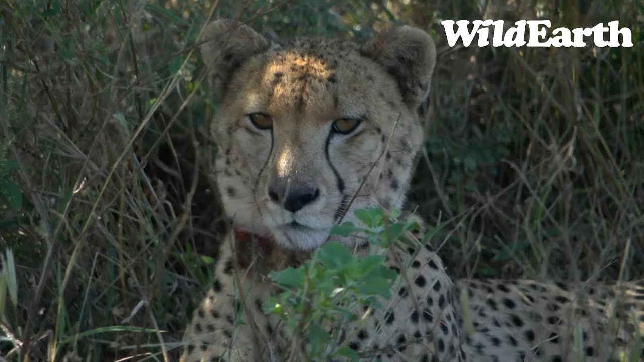 Very hot cheetah - YouTube