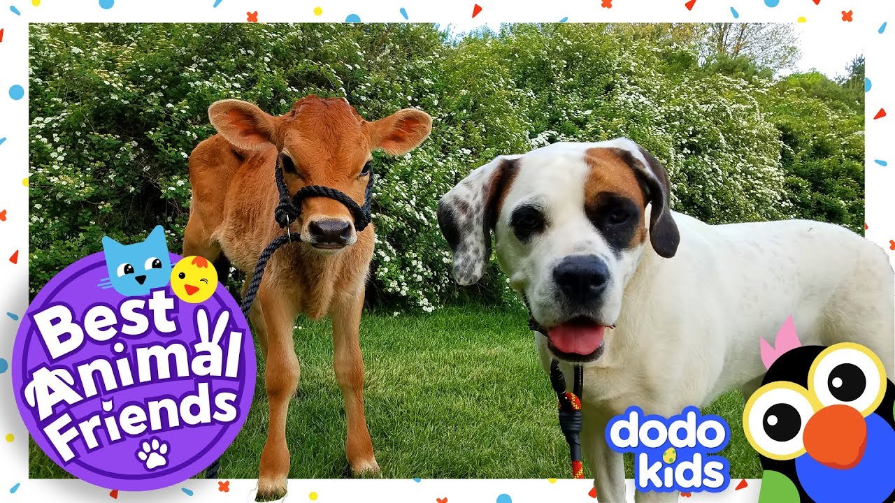 Colton The Dog Nibbles On Bucket The Cow’s Ears | Dodo Kids: Best ...