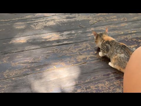 Wednesday live wild cats grilled cheese challenge - YouTube