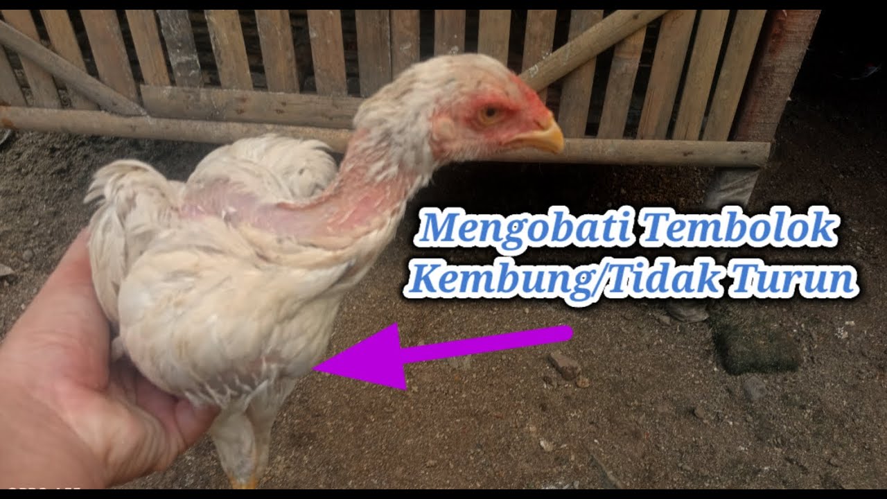 Cara Mengobati Tembolok Ayam Kembung/Tidak turun - YouTube
