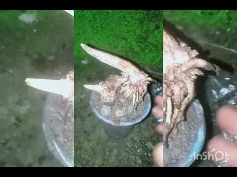 meme akar bonggol tanaman herbal lengkuas.