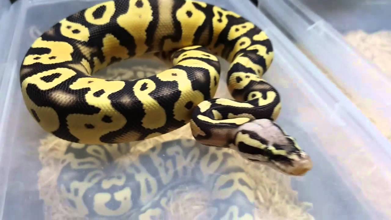 Morph SpotLight - Sahara Ball Python - YouTube