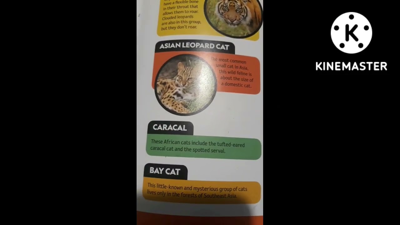 I'm Reading my National Geographic Kids Cat Breed Guide part 5 - YouTube