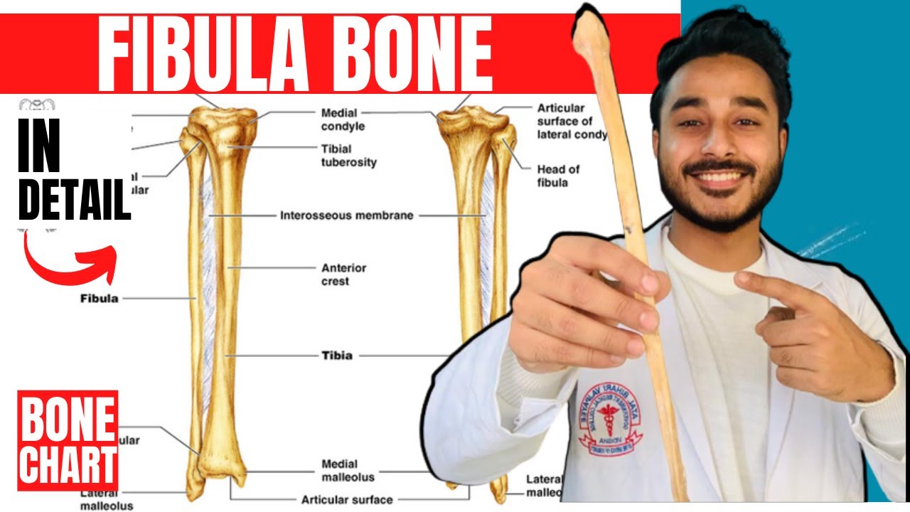 fibula bone anatomy 3d | anatomy of fibula bone attachments anatomy ...