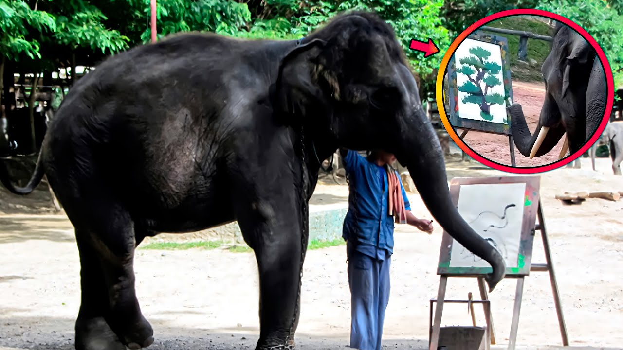 La increíble historia de Suda, el elefante pintor 🙏♥ - YouTube